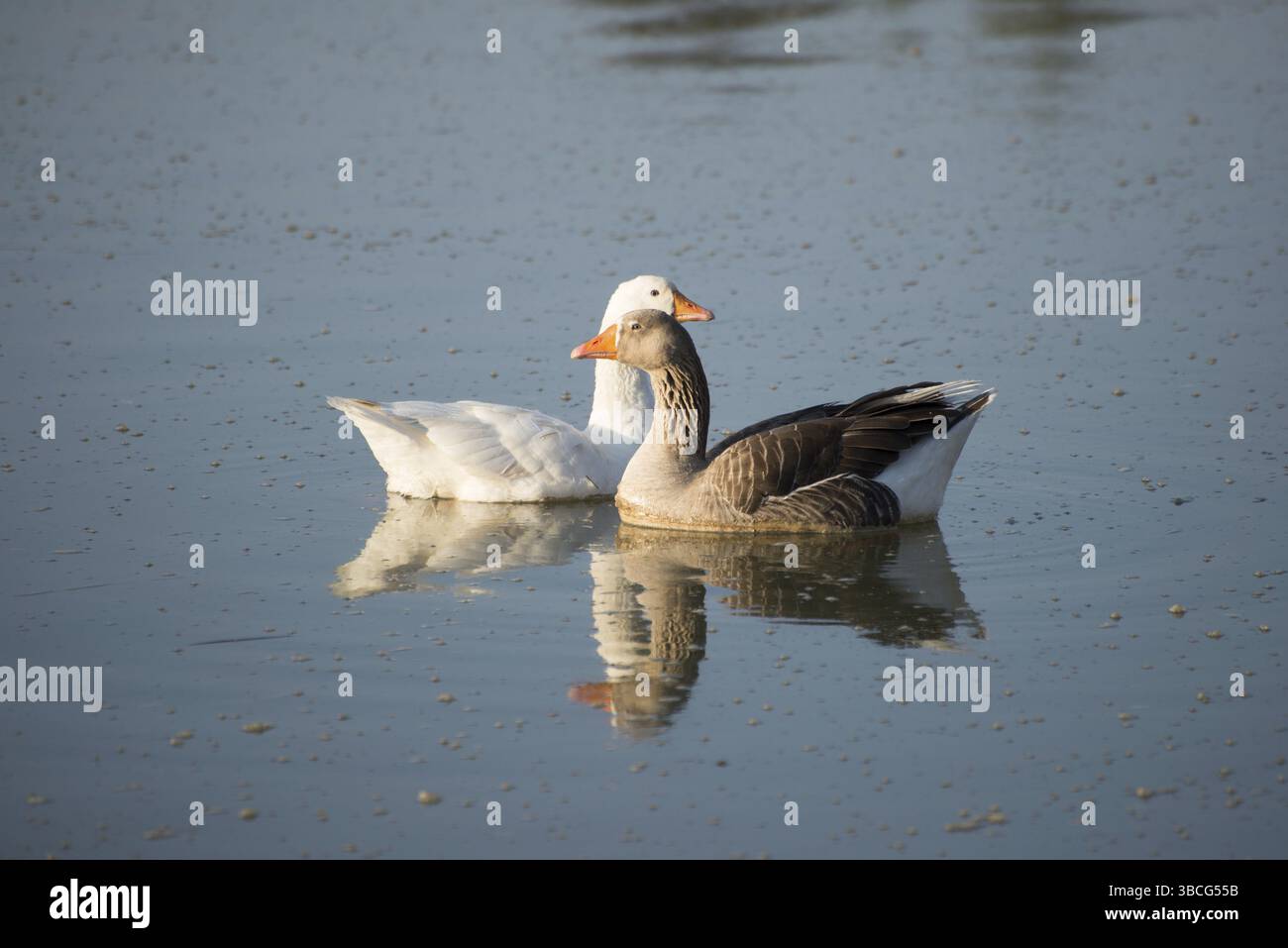 Two geese, male and female, swim together on the river Stock Photo - Alamy