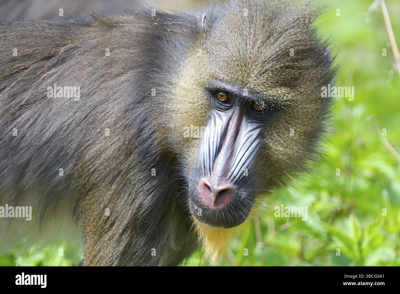 Animal, monkey, mandrill, africa, portrait, mammal, nature, wild ...