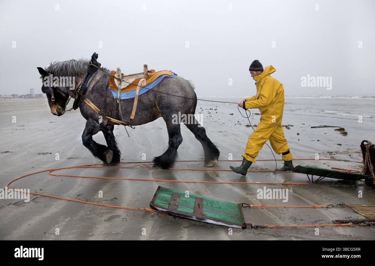 Fisherman with horse fishing for prawns, Oostduinkerke, cold blood ...