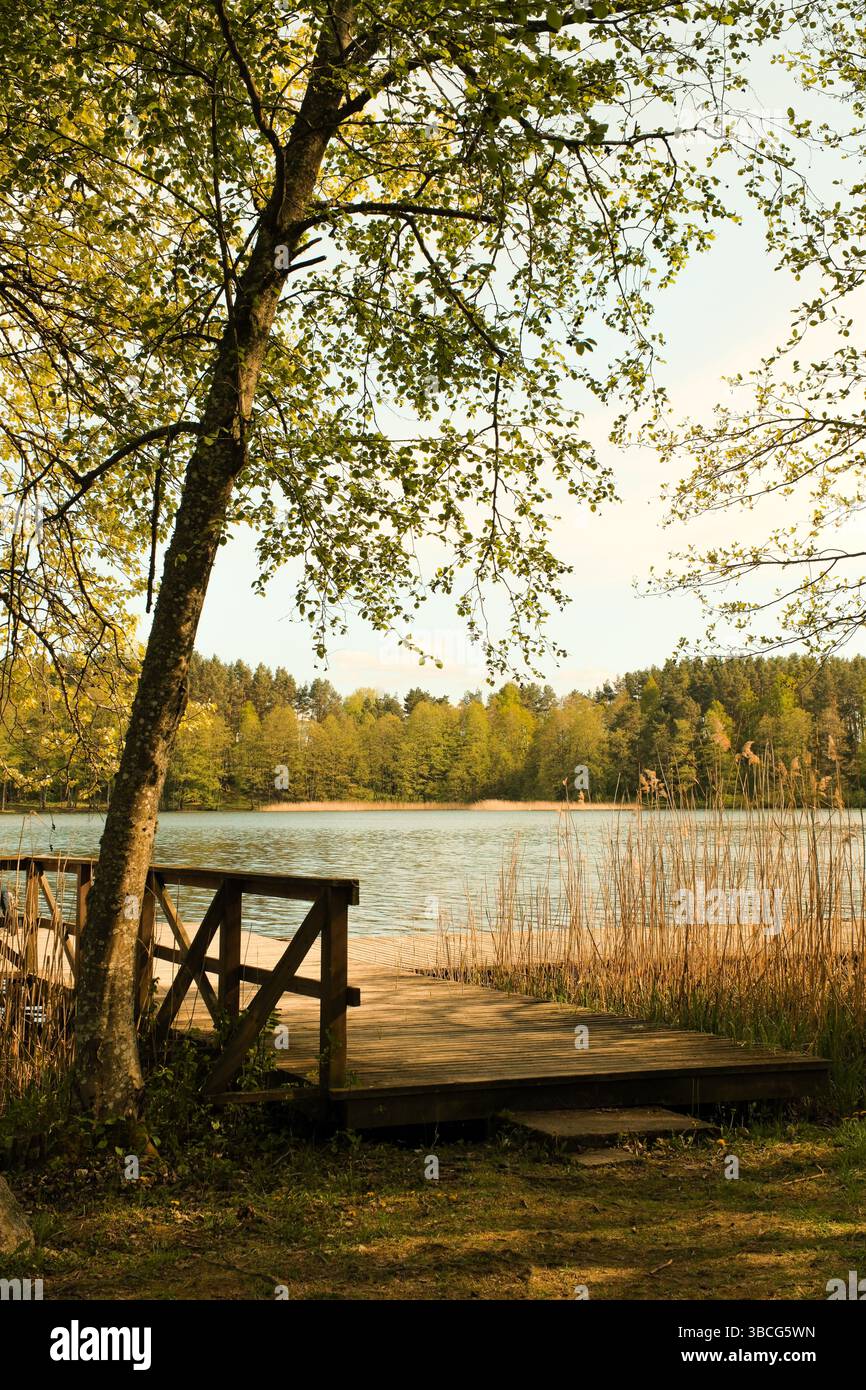Wooden pier surrounded reeds hi-res stock photography and images - Alamy