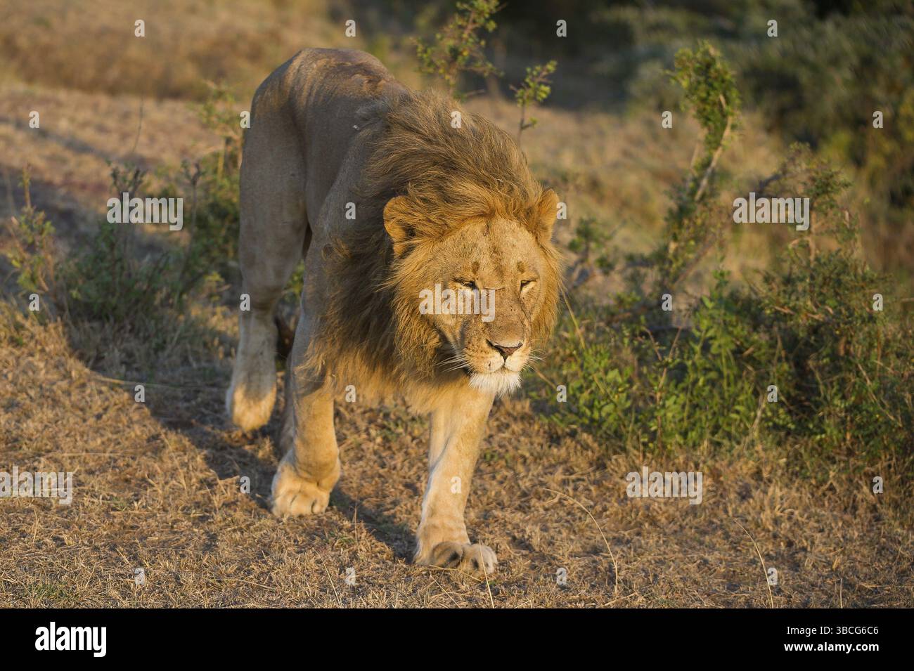 Adult, africa, african, animal, background, big, carnivore, cat ...