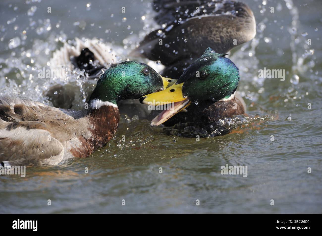 Two male mallards swim hi-res stock photography and images - Alamy