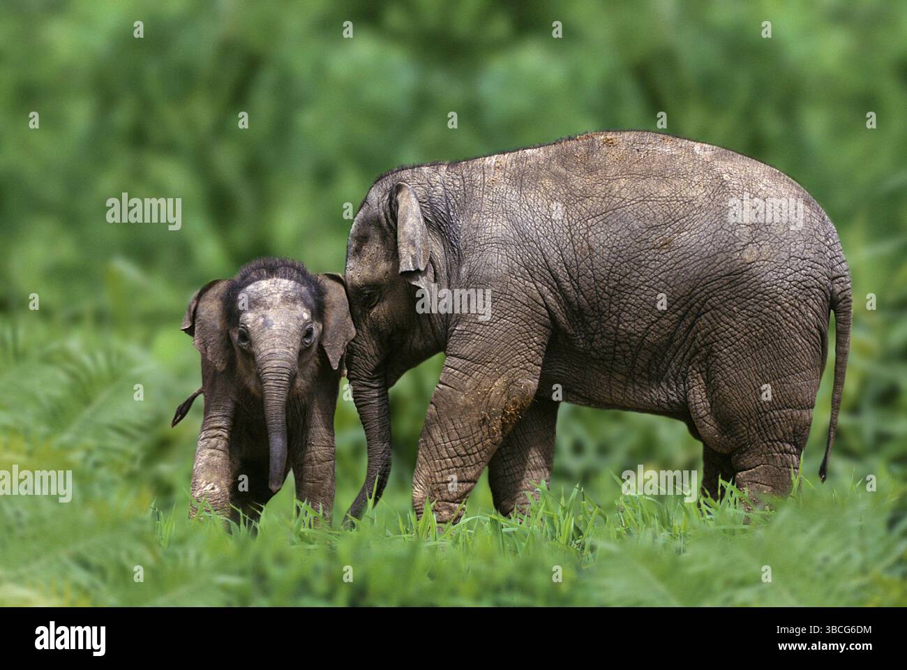 Young Asian Elephants, playing, Asian elephants (Elephas maximus ...