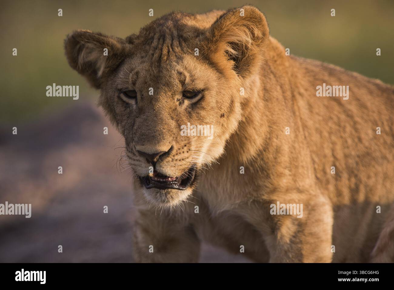 Adult, africa, african, animal, background, big, carnivore, cat ...