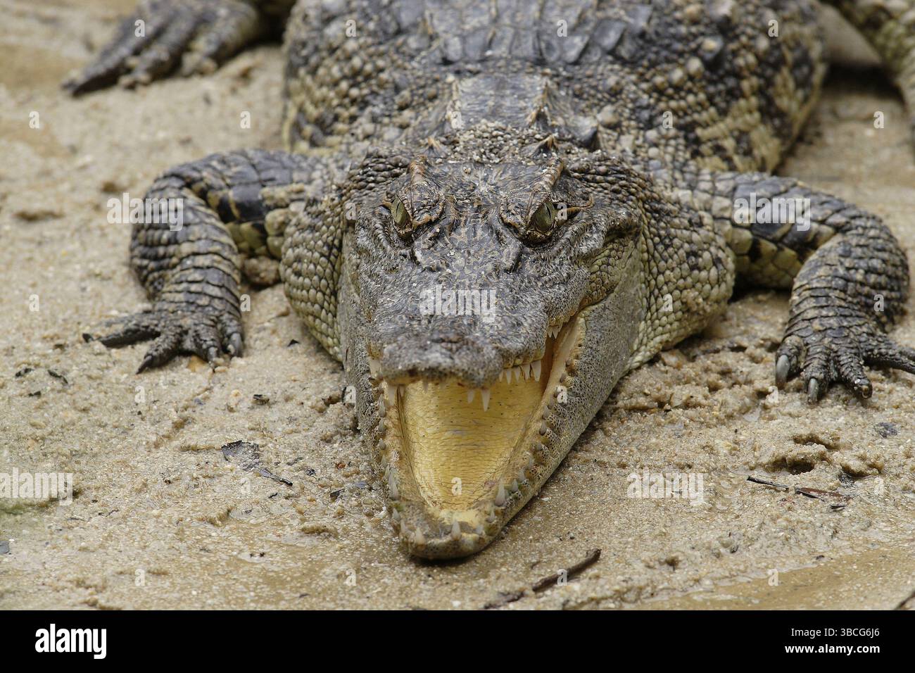 Siamese crocodile (Crocodylus siamensis), Kao Yai Siamese crocodile ...