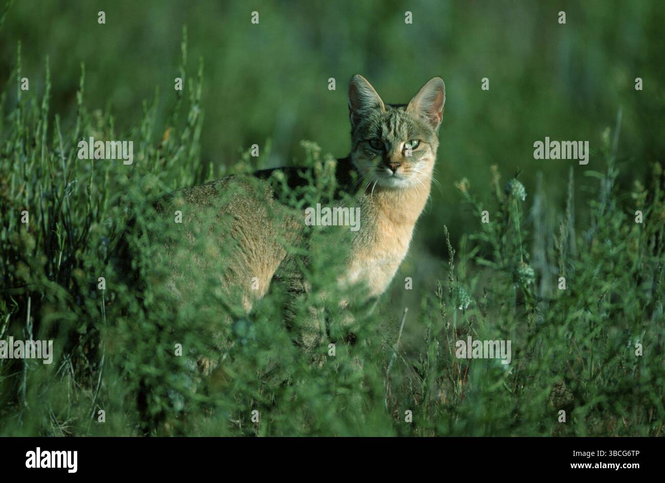 African Wild Cat, Kalahari, South Africa, Falcon Cat (Felis silvestris ...