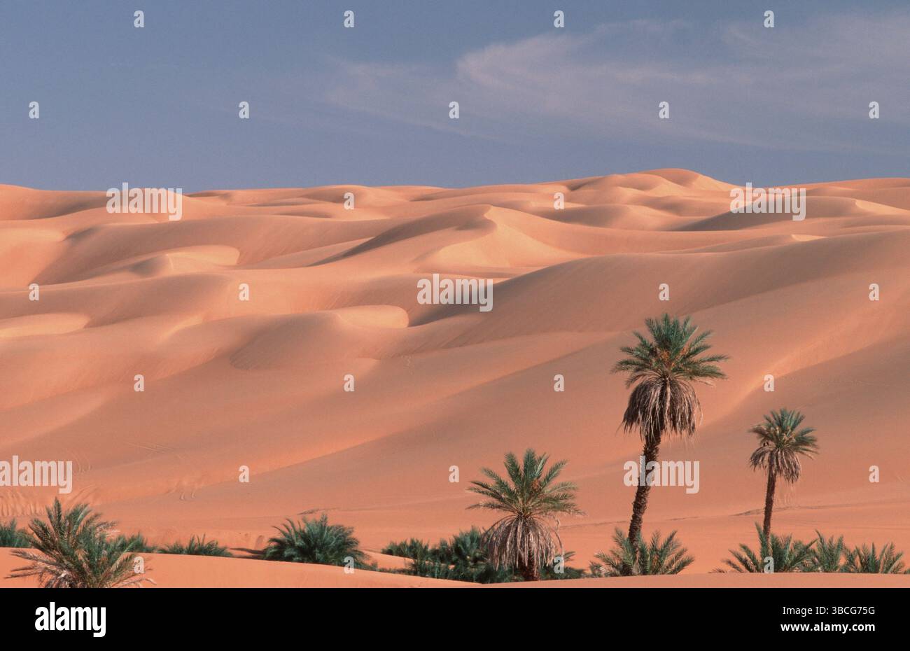 Date (Phoenix dactylifera) palms, Sahara, Erg Ubari, Libya, Africa ...