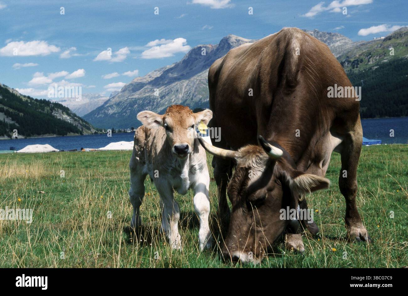 Brown Swiss Cow with calf, Silser Lake, Engadin, Switzerland, Brown ...
