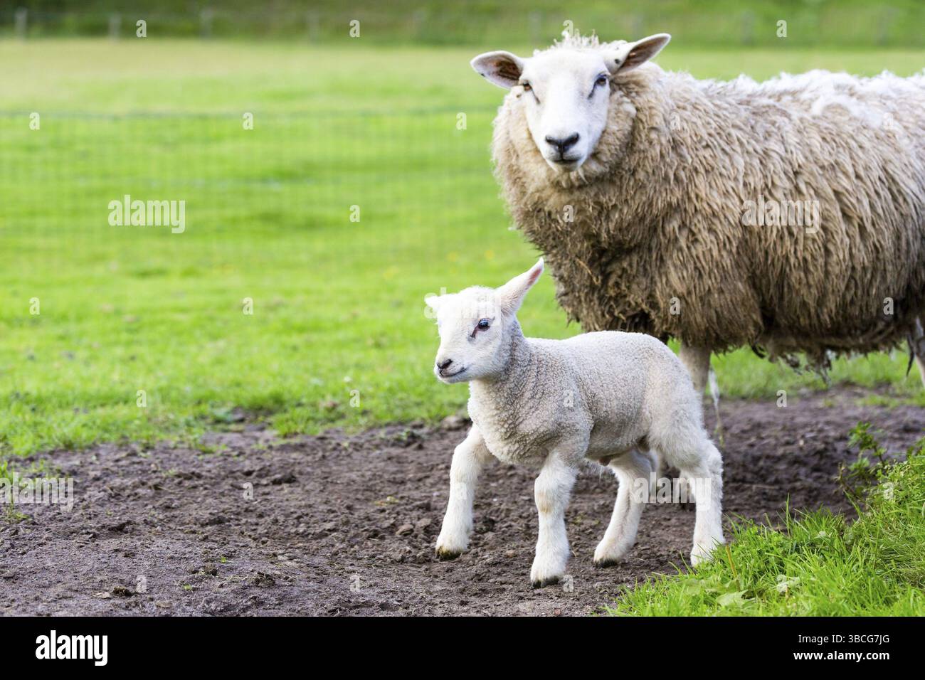 Mother sheep and newborn lamb in pasture during springtime Stock Photo ...