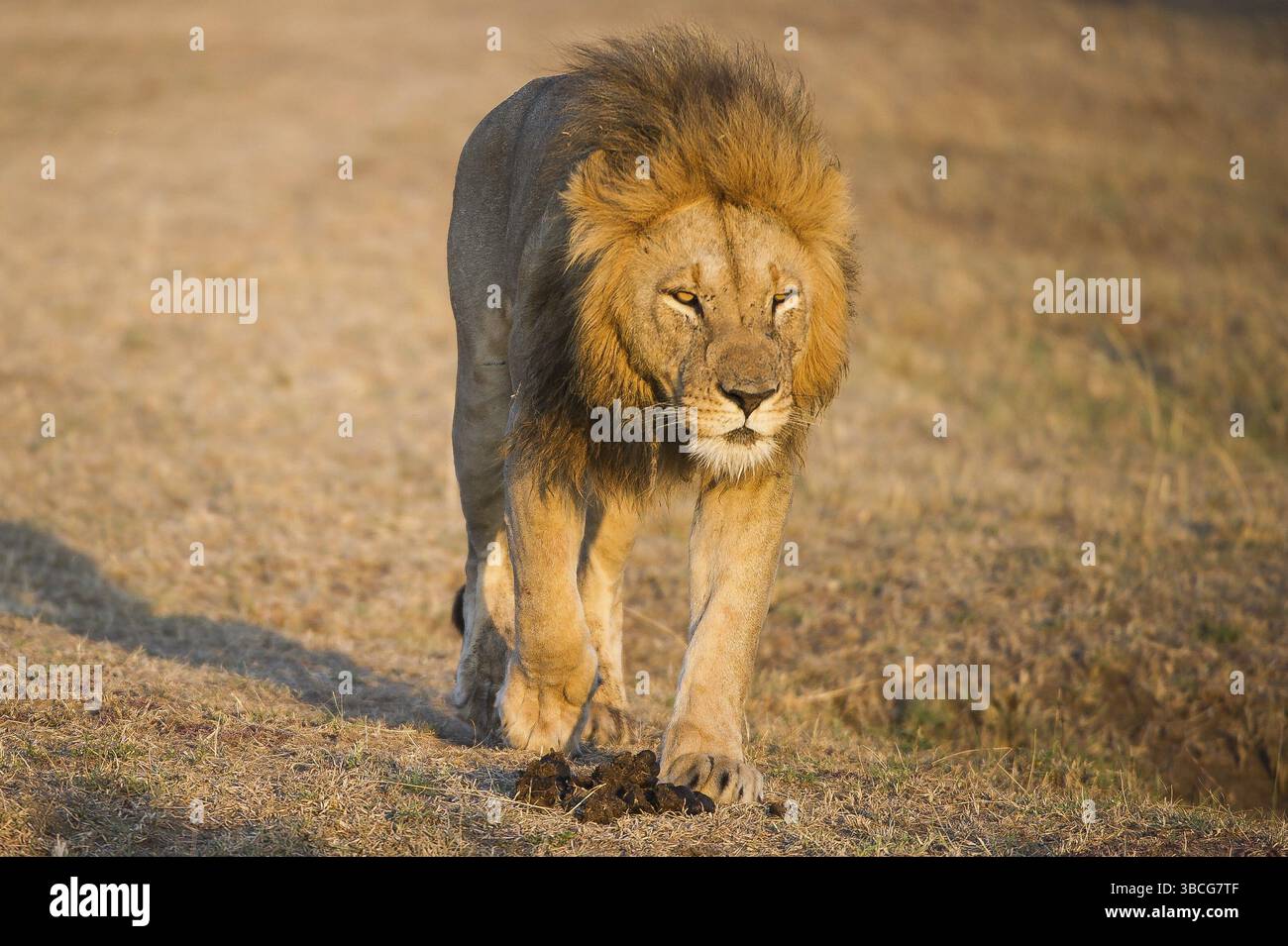Adult, africa, african, animal, background, big, carnivore, cat ...
