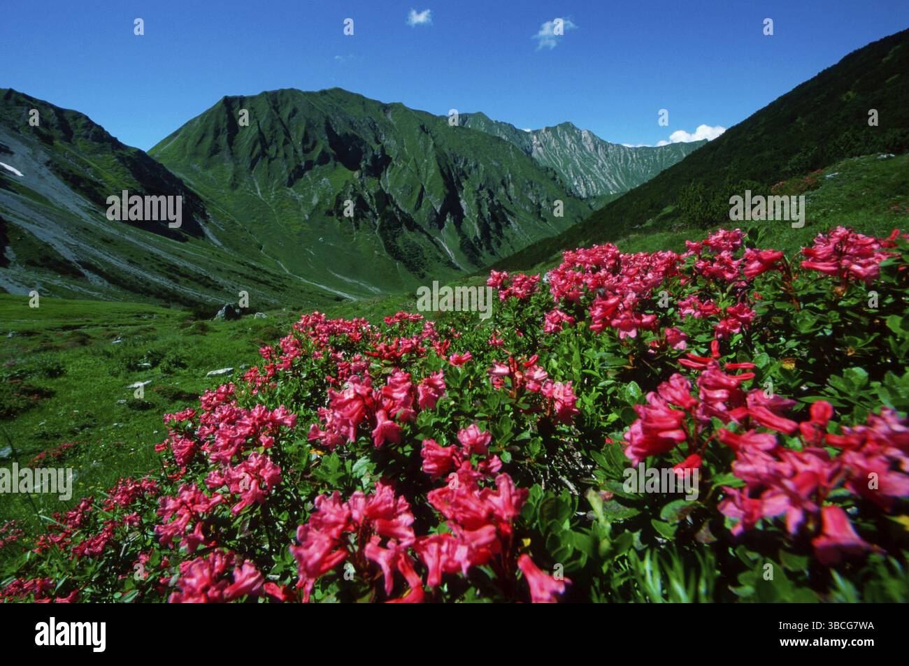 Hairy Alpenrose (Rhododendron hirsutum), Lechtal Alps, Almenrausch ...