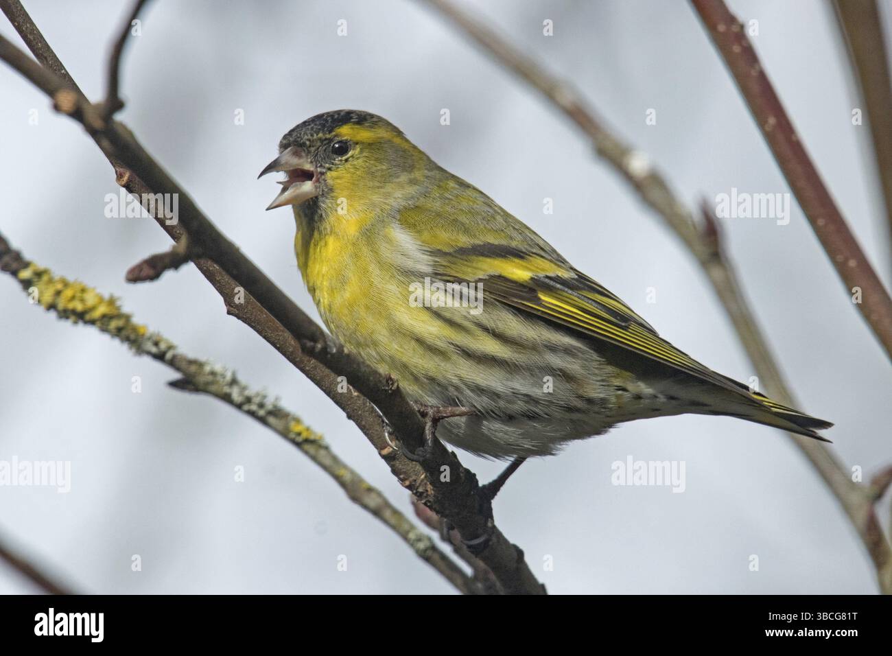 Spinus spinus sing hi-res stock photography and images - Alamy