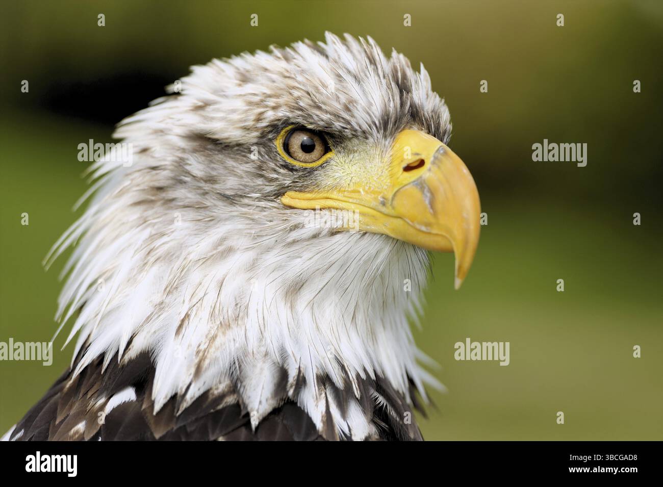 American bald eagle logo hi-res stock photography and images - Alamy