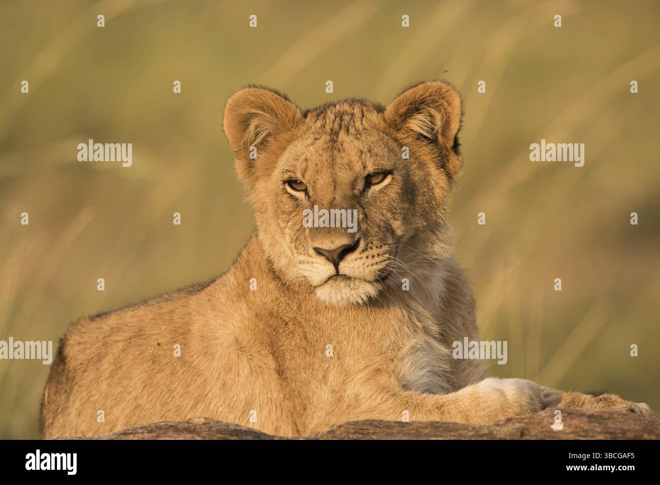 Adult, africa, african, animal, background, big, carnivore, cat ...