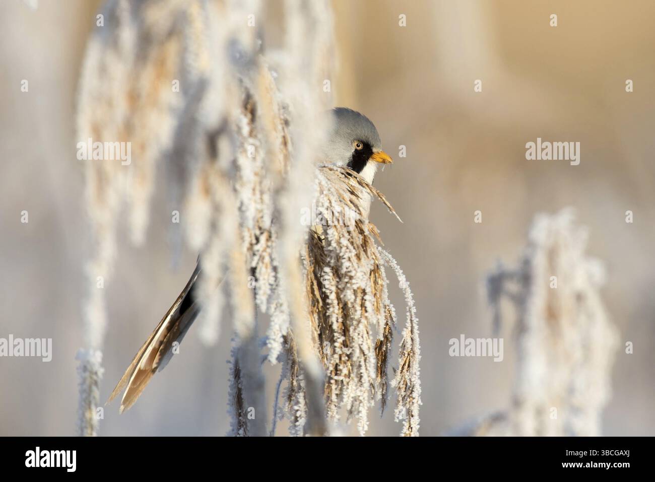 bearded tit (panurus biarmicus Stock Photo - Alamy