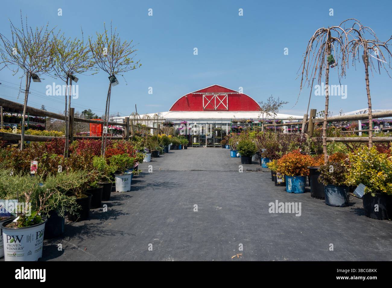 Beautyful plants hi-res stock photography and images - Alamy