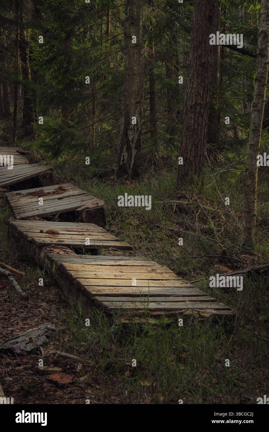 Wooden walkway through woodland hi-res stock photography and images - Alamy