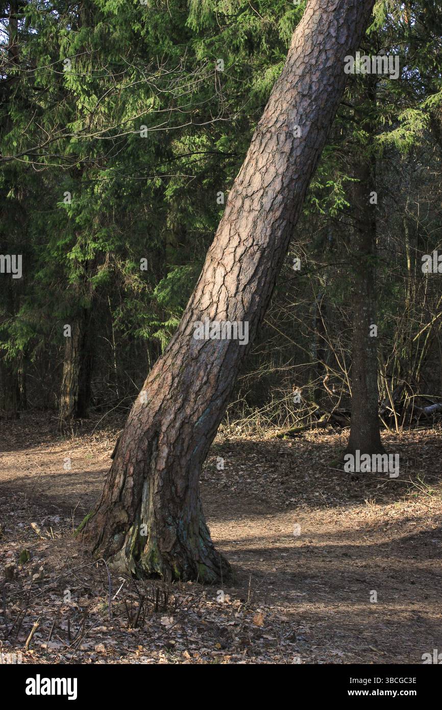 Leaning pine trees in sunlit forest clearing during early spring ...