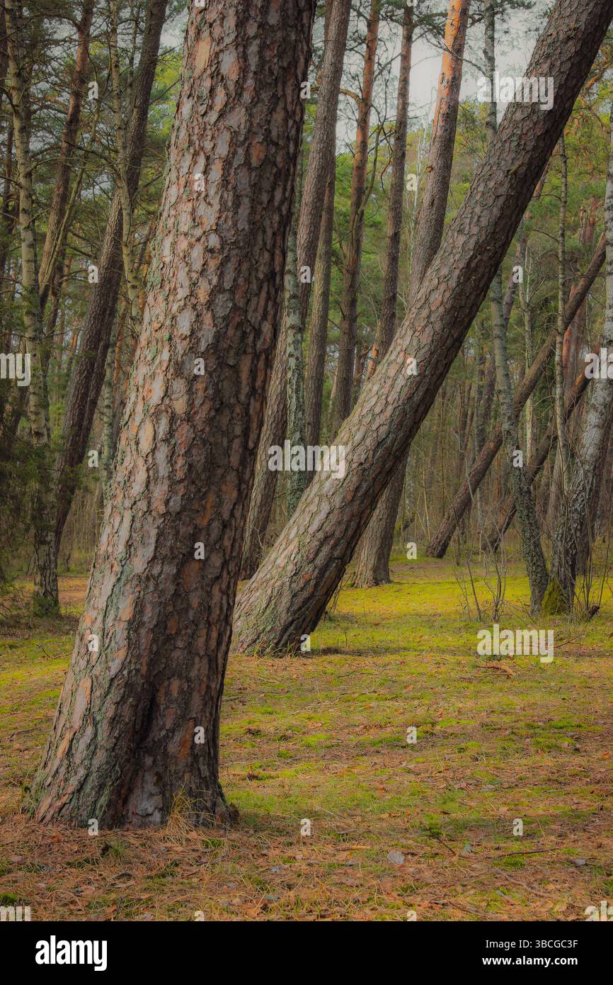 Leaning pine trees in sunlit forest clearing during early spring. Tranquil woodland scene with ...