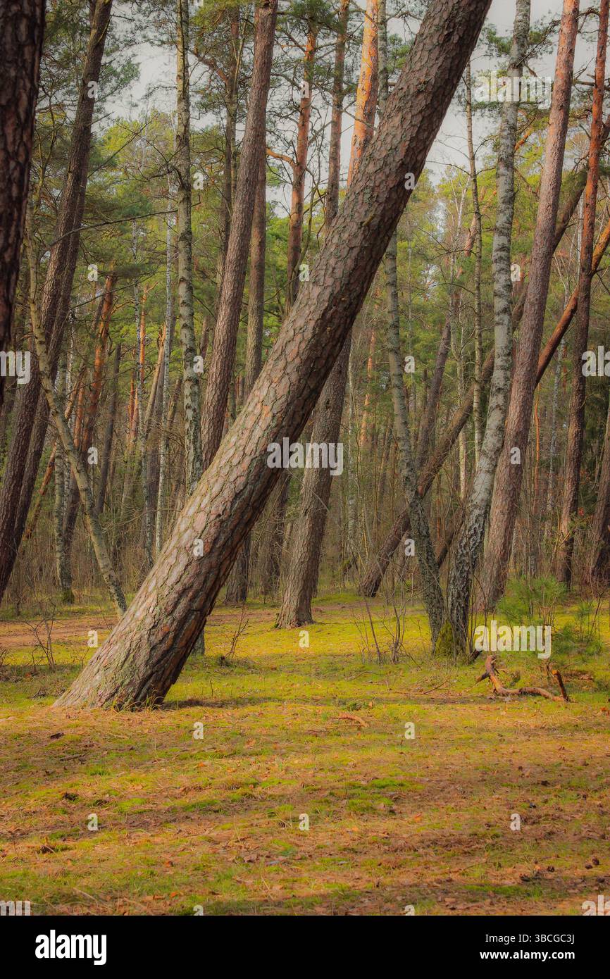 Leaning pine trees in sunlit forest clearing during early spring. Tranquil woodland scene with ...