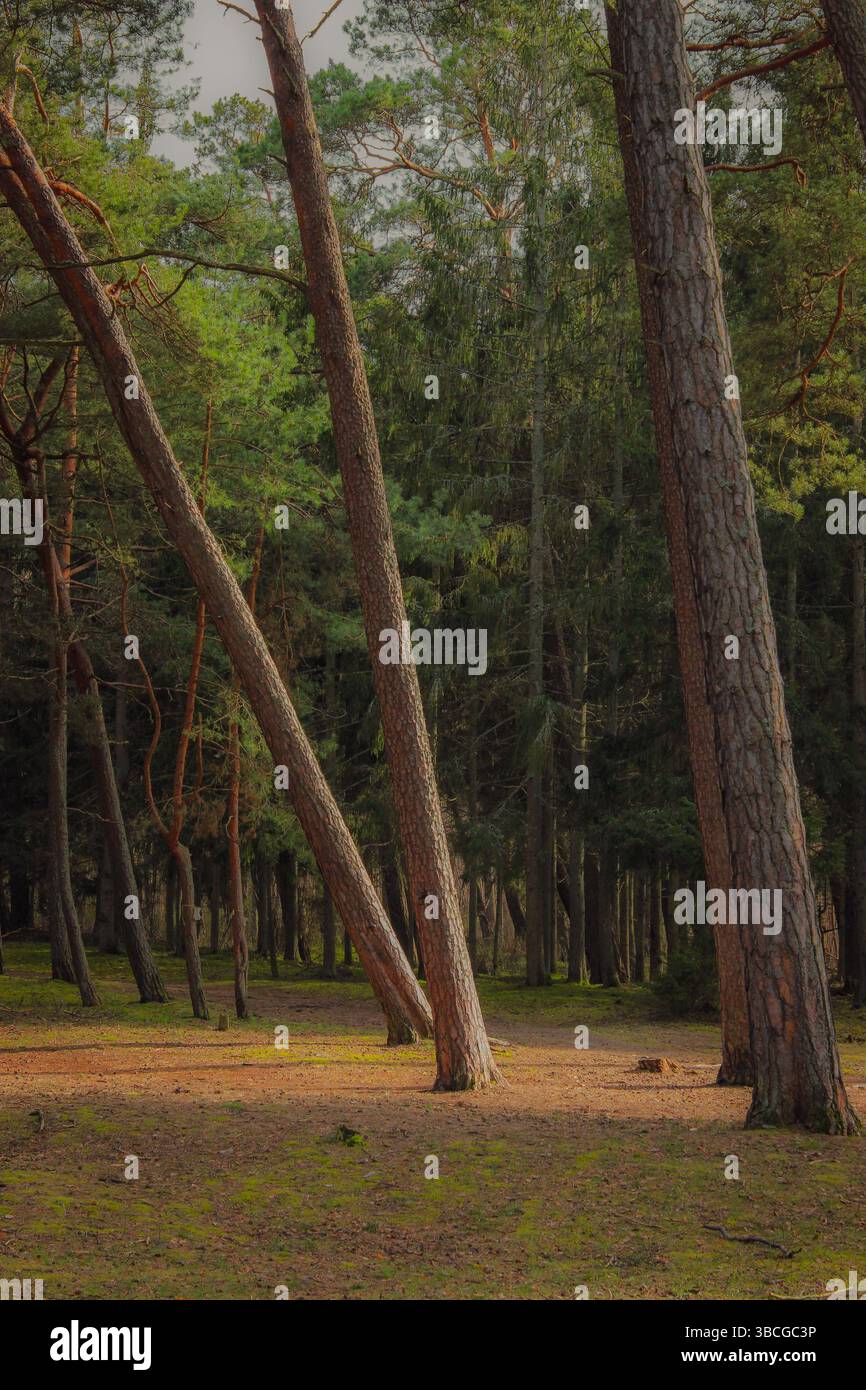 Pine forest landscape with leaning trees and mossy ground on a cloudy ...