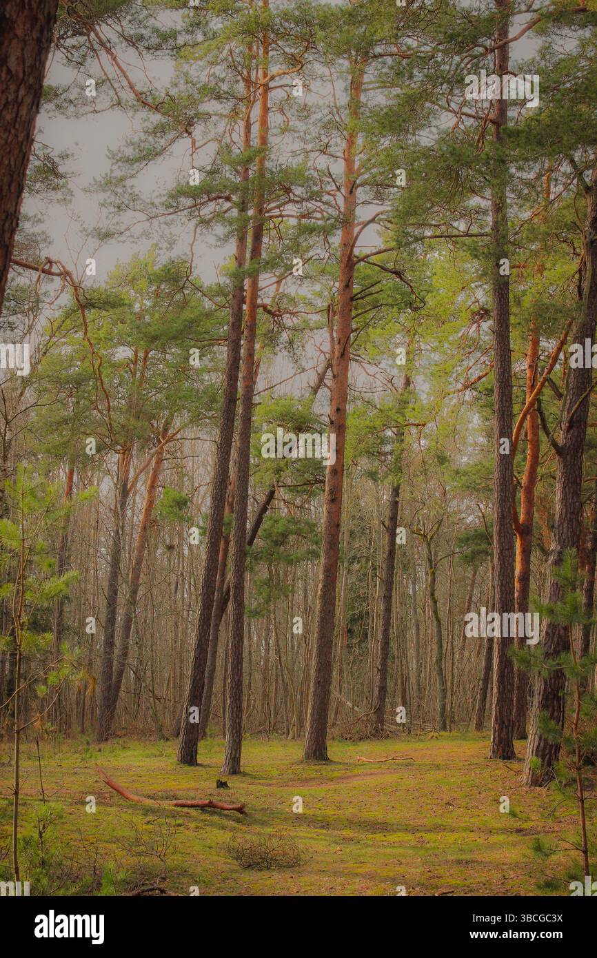 Pine forest landscape with leaning trees and mossy ground on a cloudy ...