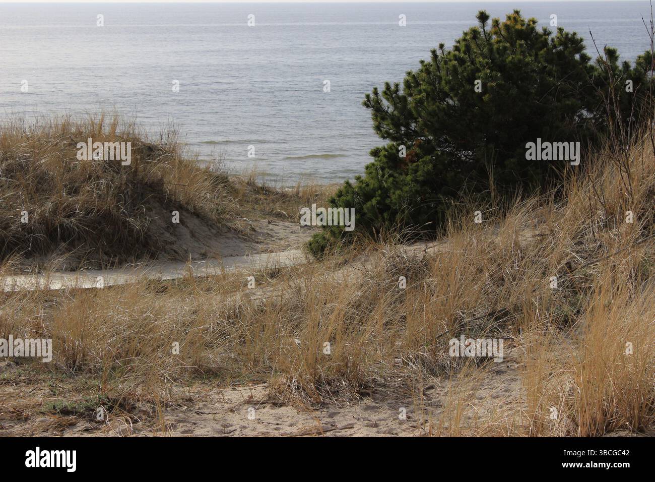 Baltic shoreline boardwalk path hi-res stock photography and images - Alamy