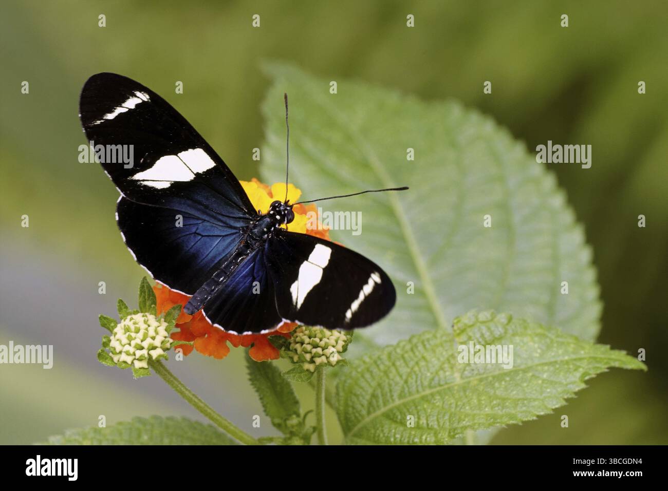Cool Review About Passion Vine Butterfly