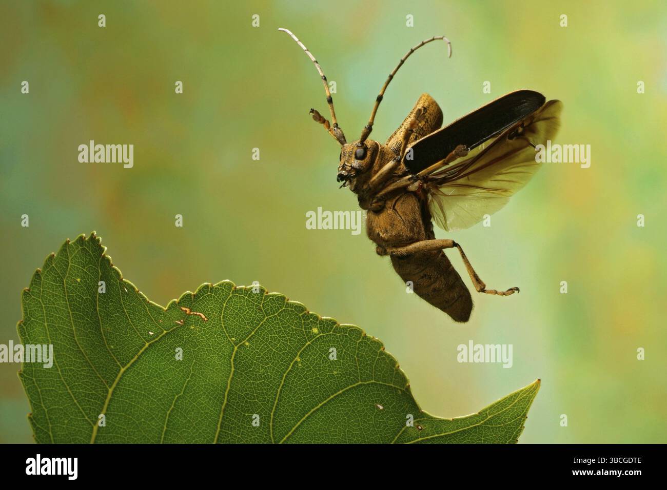 Large poplar long-horned beetle (Saperda carcharias), free standing ...
