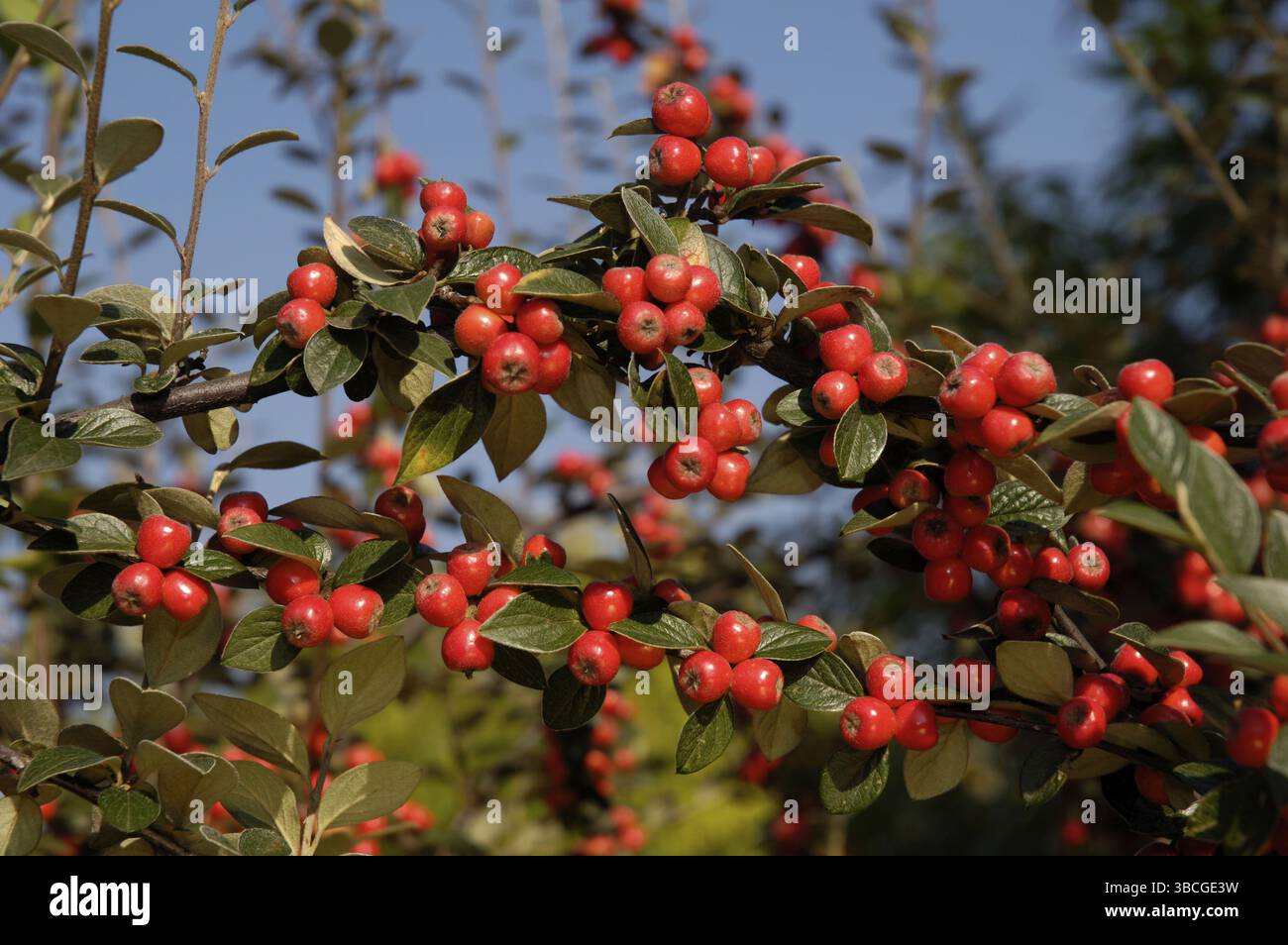 Franchet's, berries, dwarf medlar (cotoneaster), berries, evergreen ...