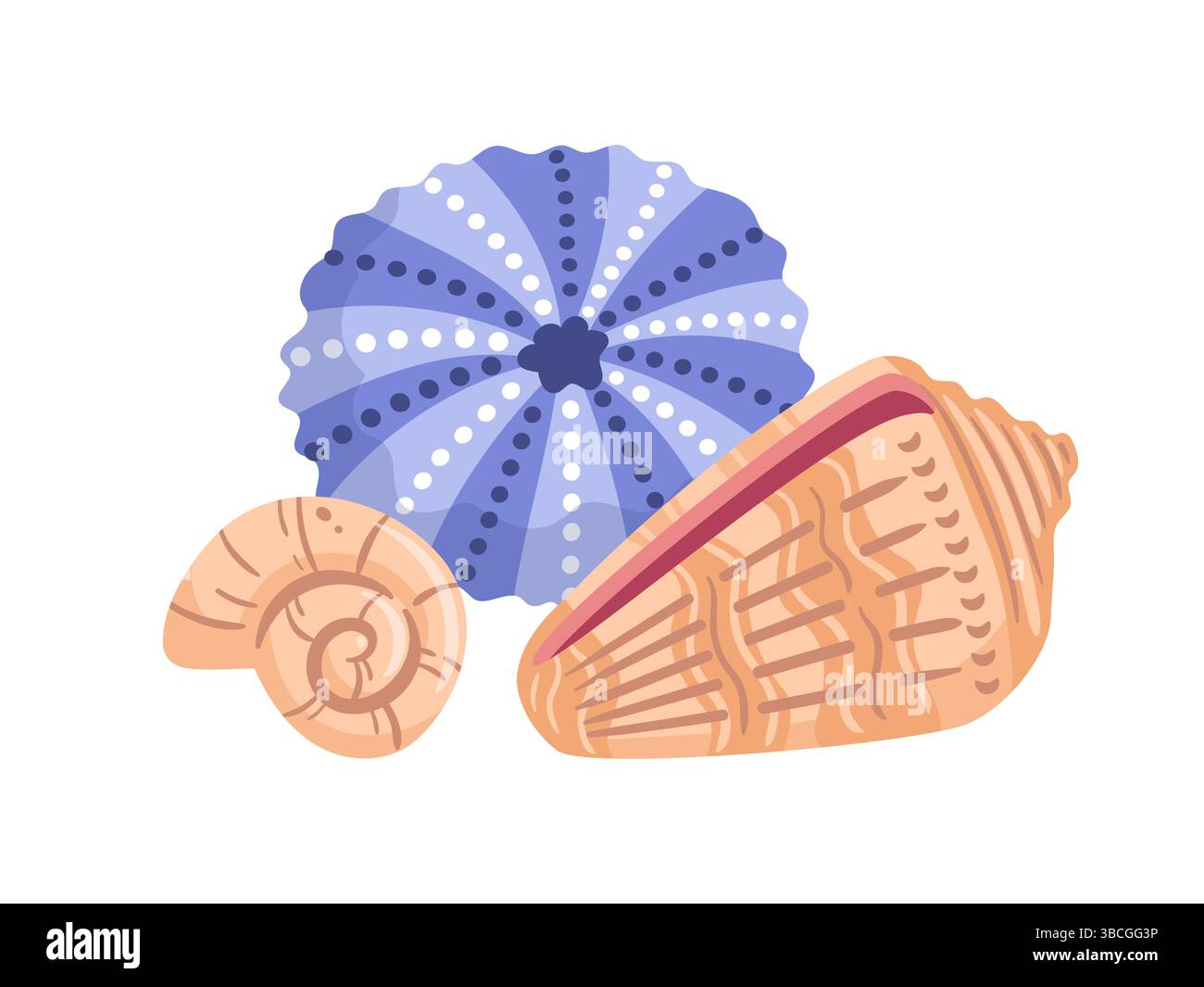vector illustration features a detailed sea urchin and a cone snail ...