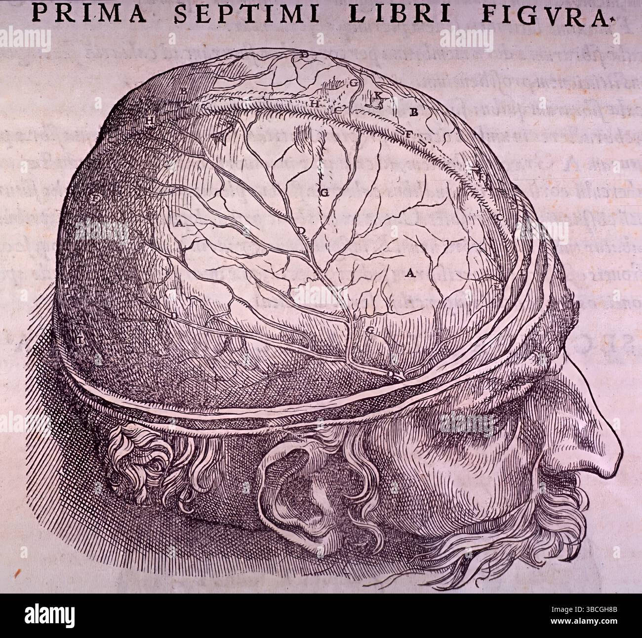 Brain Plate - Historical Medical Illustration Stock Photo - Alamy