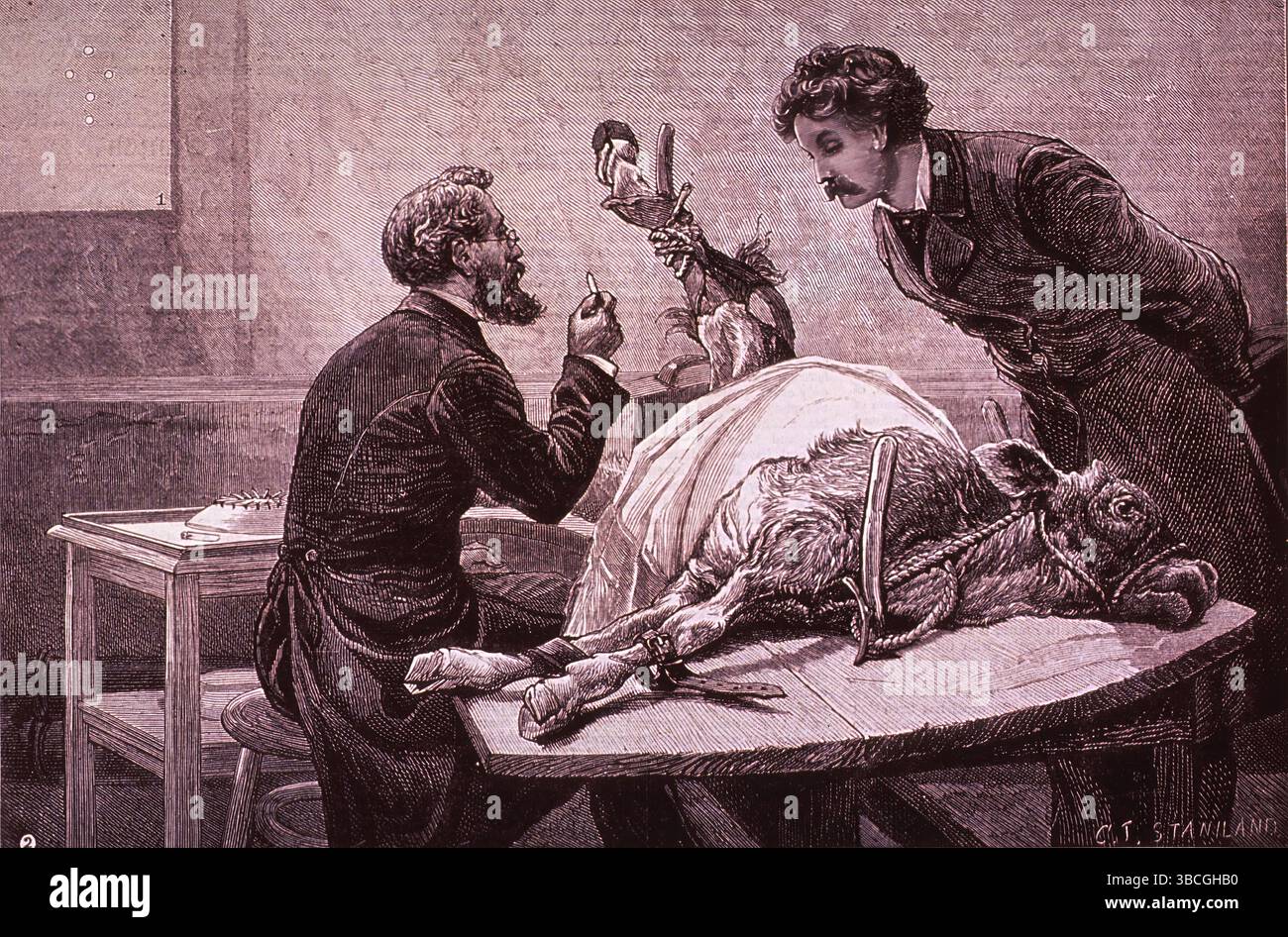 Vaccination from the calf Taking lymph from the calf - Historical ...