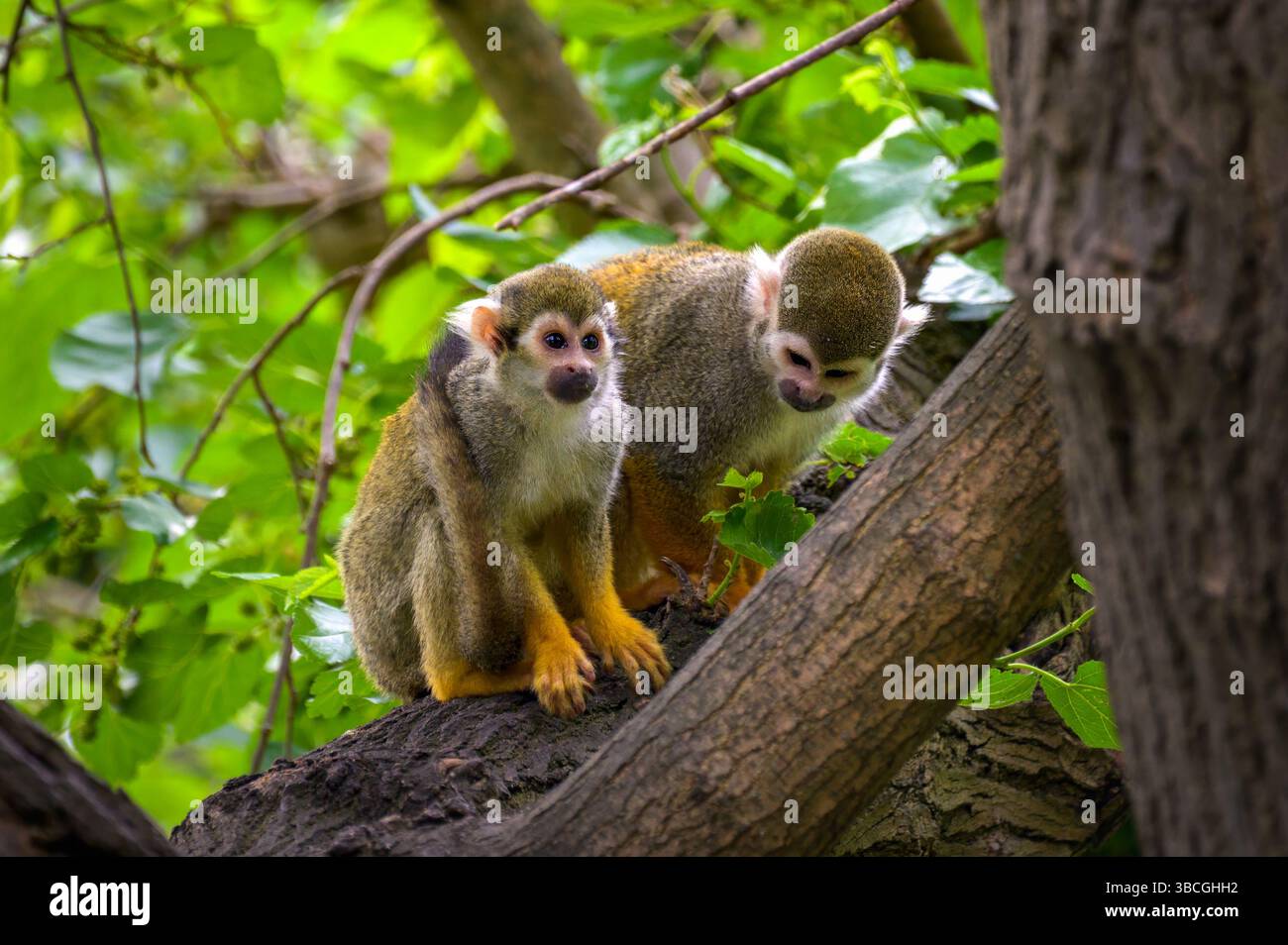 Two playful monkeys hi-res stock photography and images - Alamy