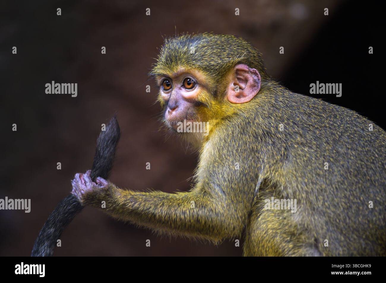 Cercopithecus talapoin hi-res stock photography and images - Alamy