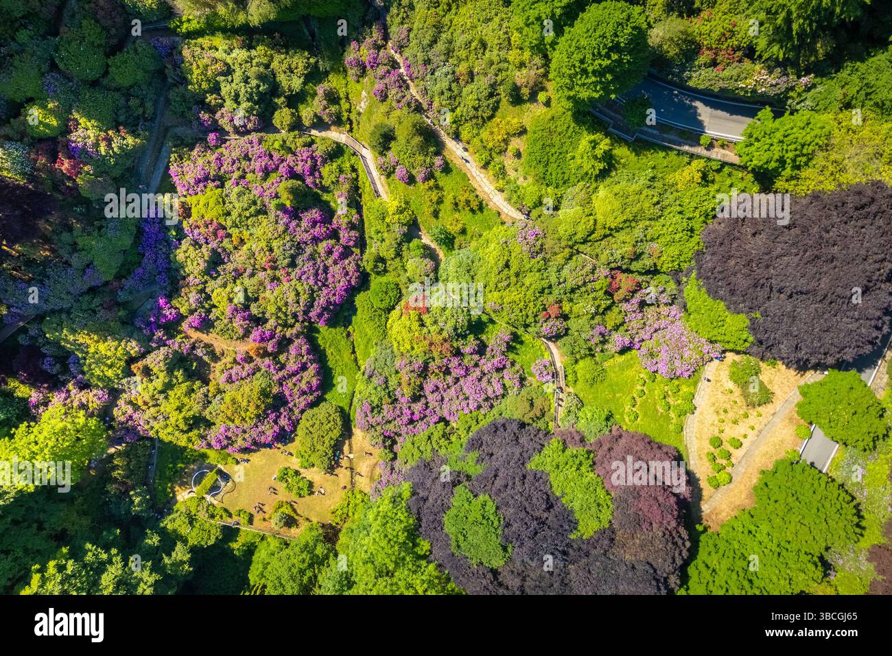 Aerial view of Conca dei Rododendri in full blooming in the Oasi Zegna ...