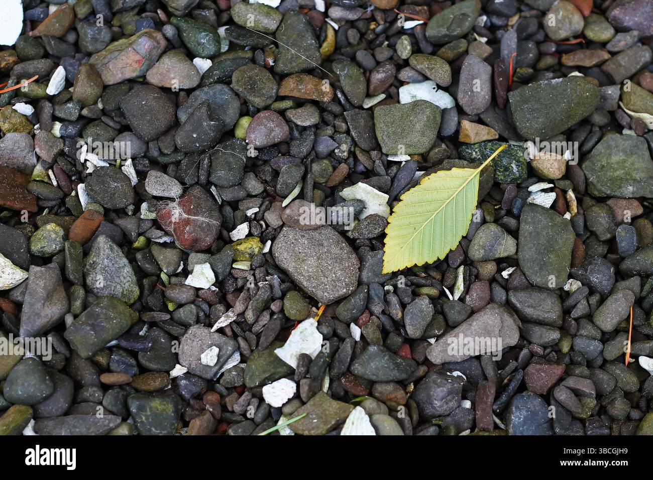 Pebble breach hi-res stock photography and images - Alamy