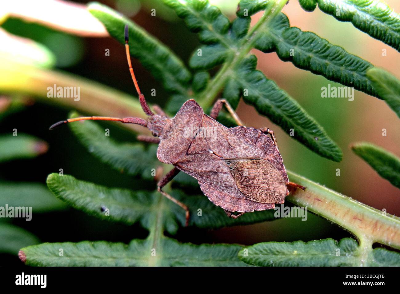 Brown shield bug hi-res stock photography and images - Alamy