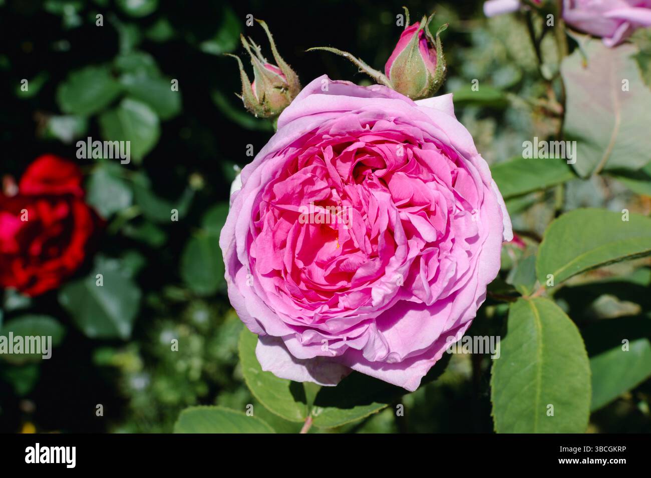 Old rose with a very intense fragrance, beautiful flower Stock Photo ...