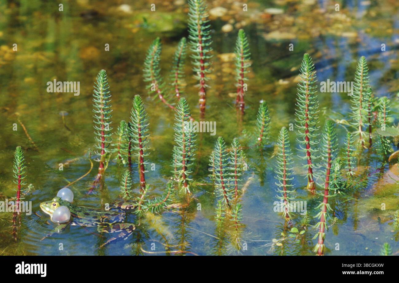Marestail and Edible Frog (Rana esculenta), Germany (Hippuris vulgaris ...