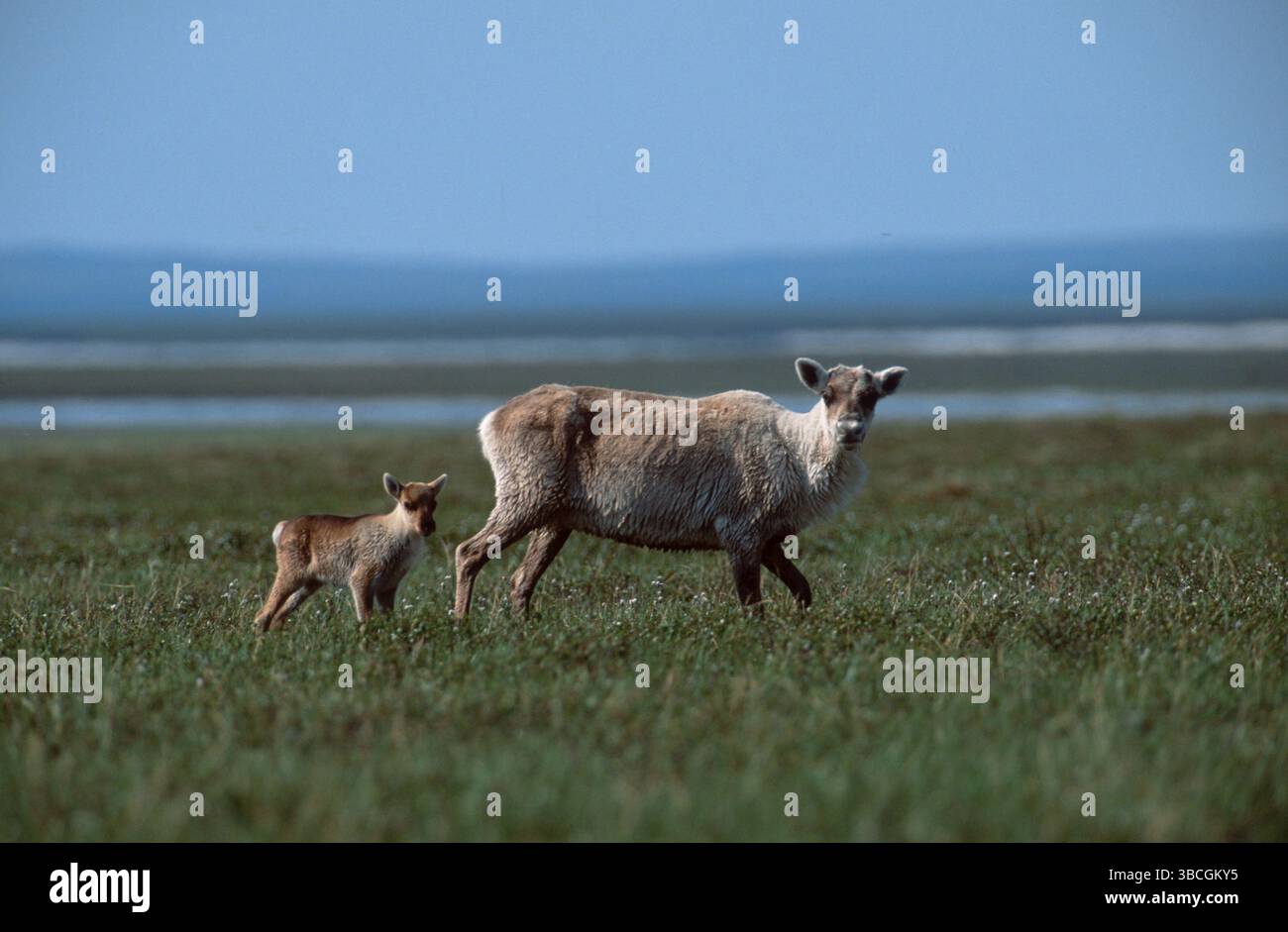 Reindeer (Rangifer tarandus), female with calf, reindeer, female with ...