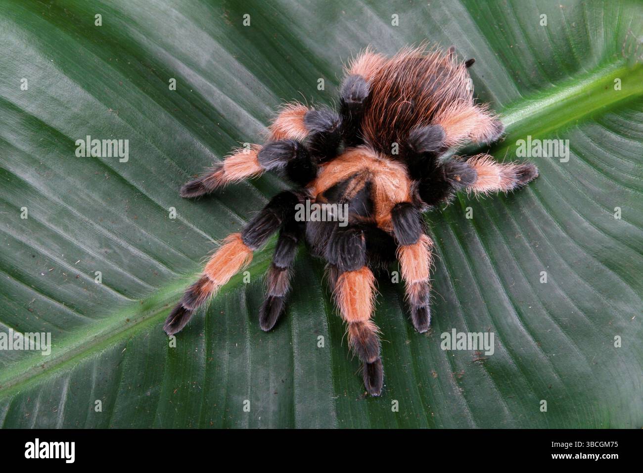 Red legged tarantula, orange-legged tarantula, red-legged (Brachypelma ...