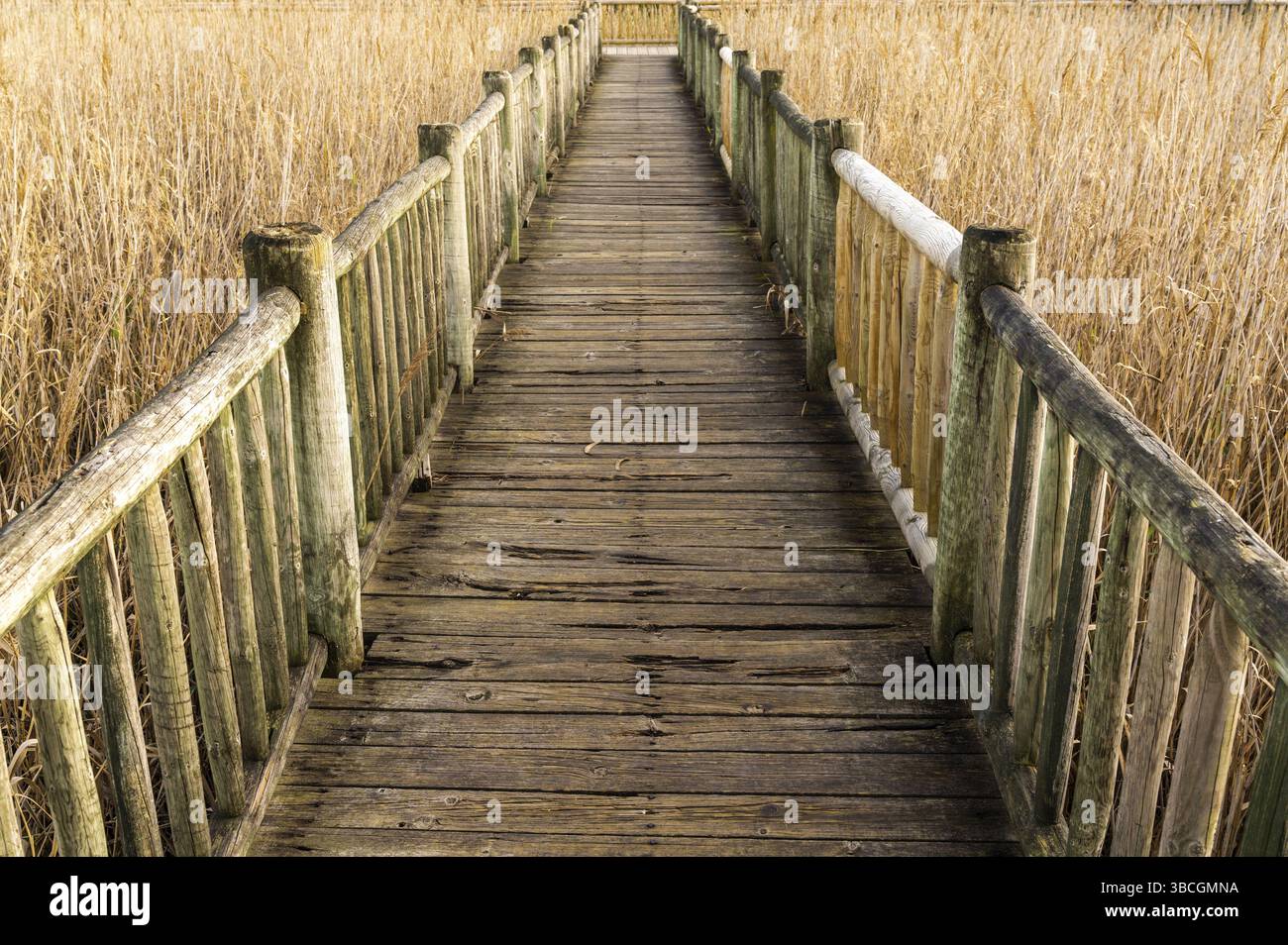 A long wooden boardwalk leading through tall golden reeds and marsh ...