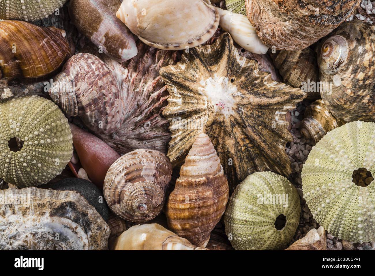 Different kinds of sea shells, revealing mostly brown and green colours ...