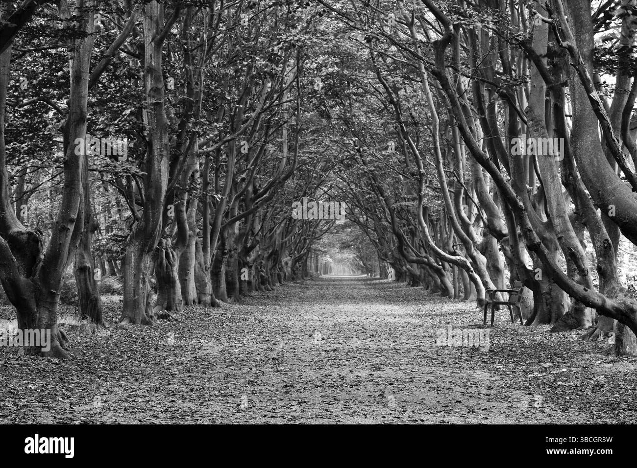 Dutch alley Black and White Stock Photos & Images - Alamy
