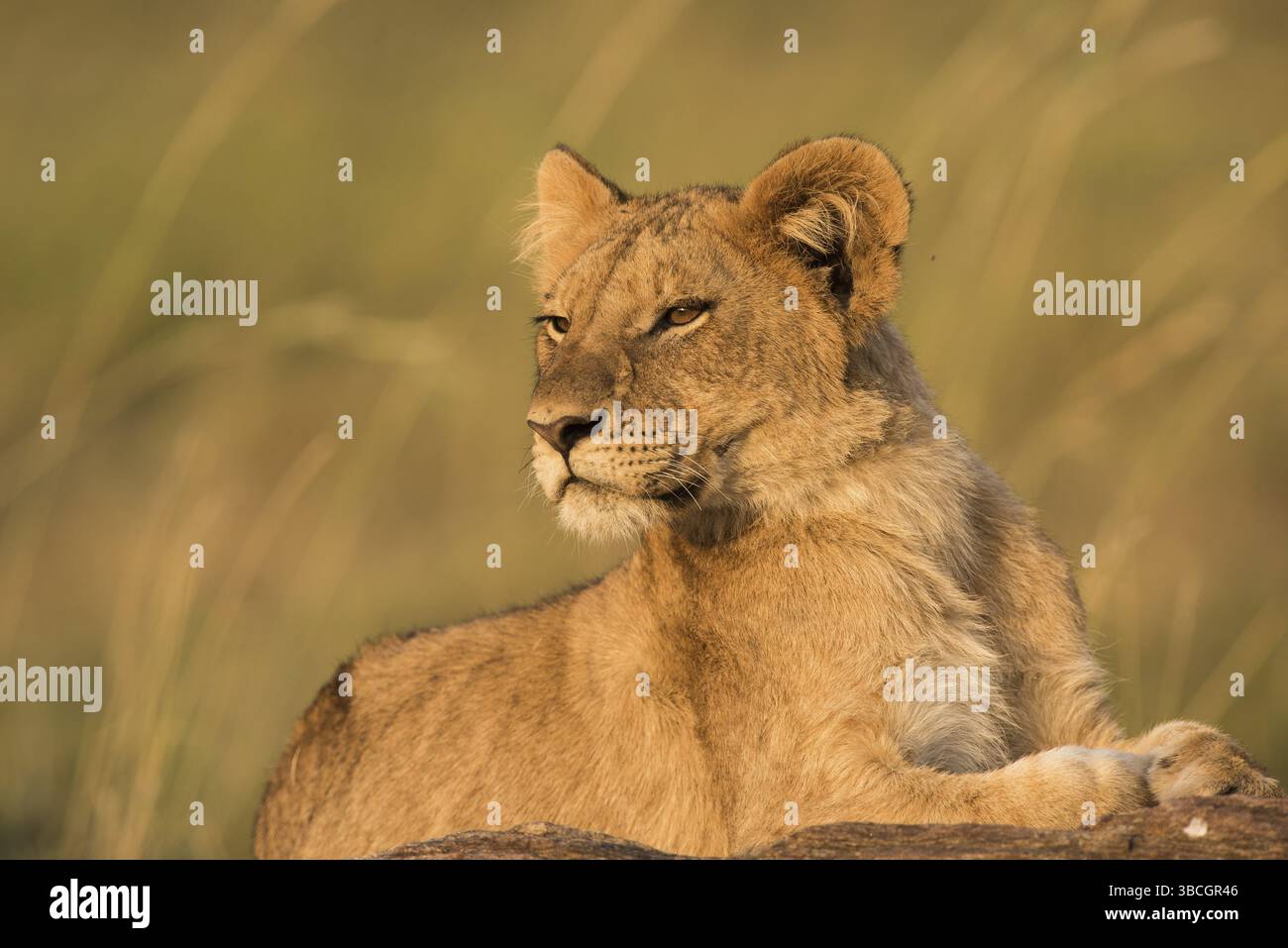 Adult, africa, african, animal, background, big, carnivore, cat ...