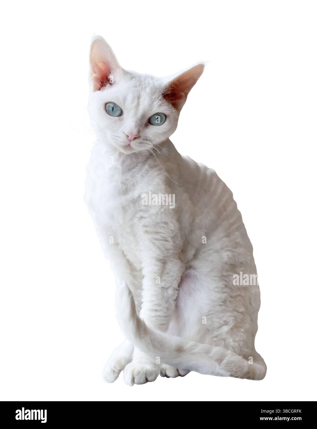 Portrait of white Devon Rex cat with blue eyes sitting, isolated cutout ...