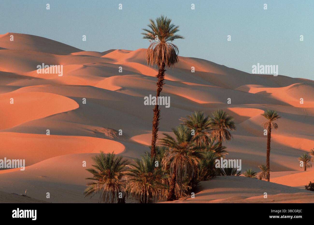 Date (Phoenix dactylifera) palms, Sahara, Erg Ubari, Libya, Africa ...