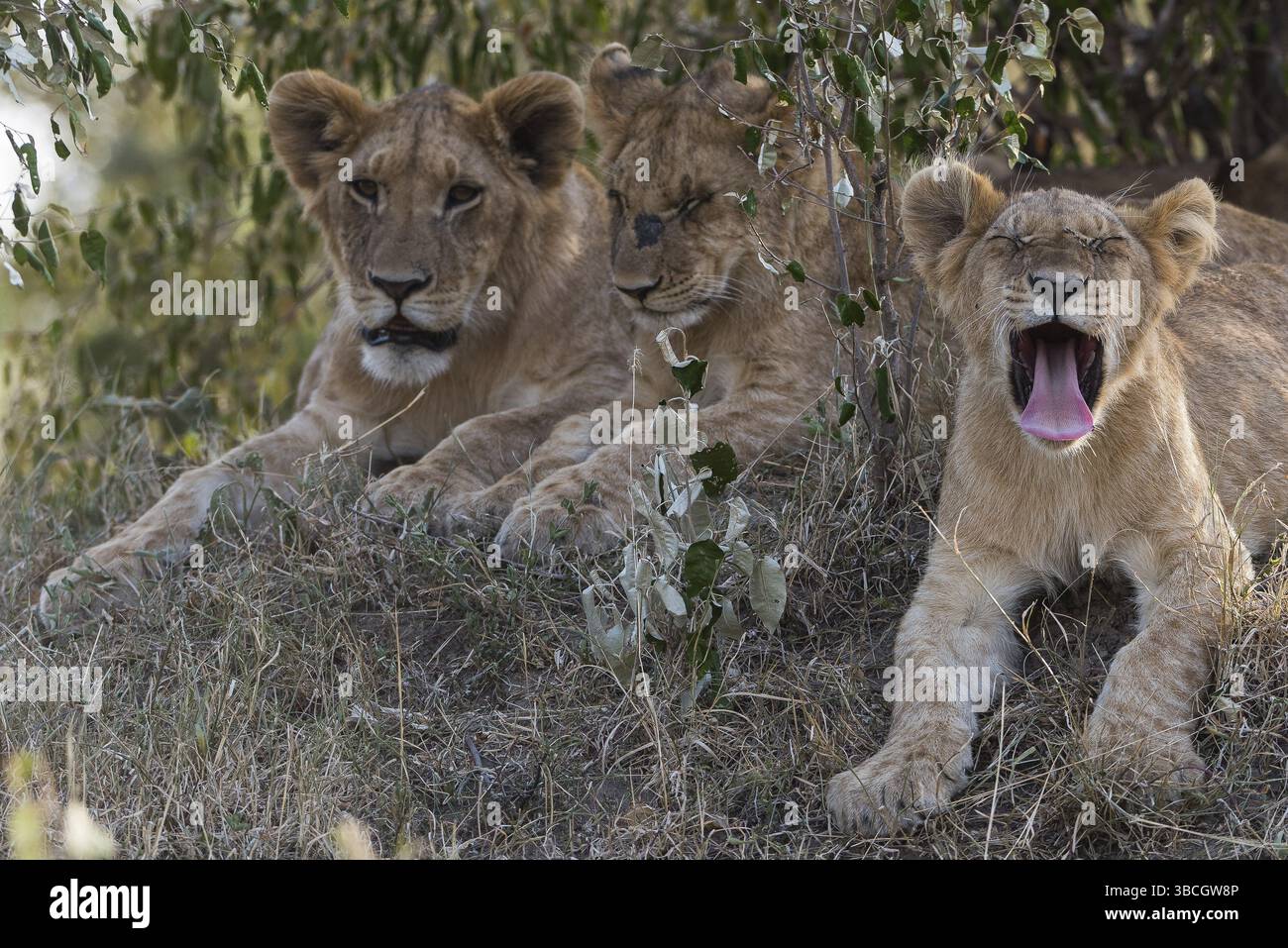 Adult, africa, african, animal, background, big, carnivore, cat ...