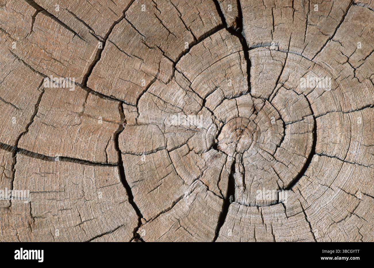 Bristlecone Great Basin bristlecone pine (Pinus longaeva), annual rings ...